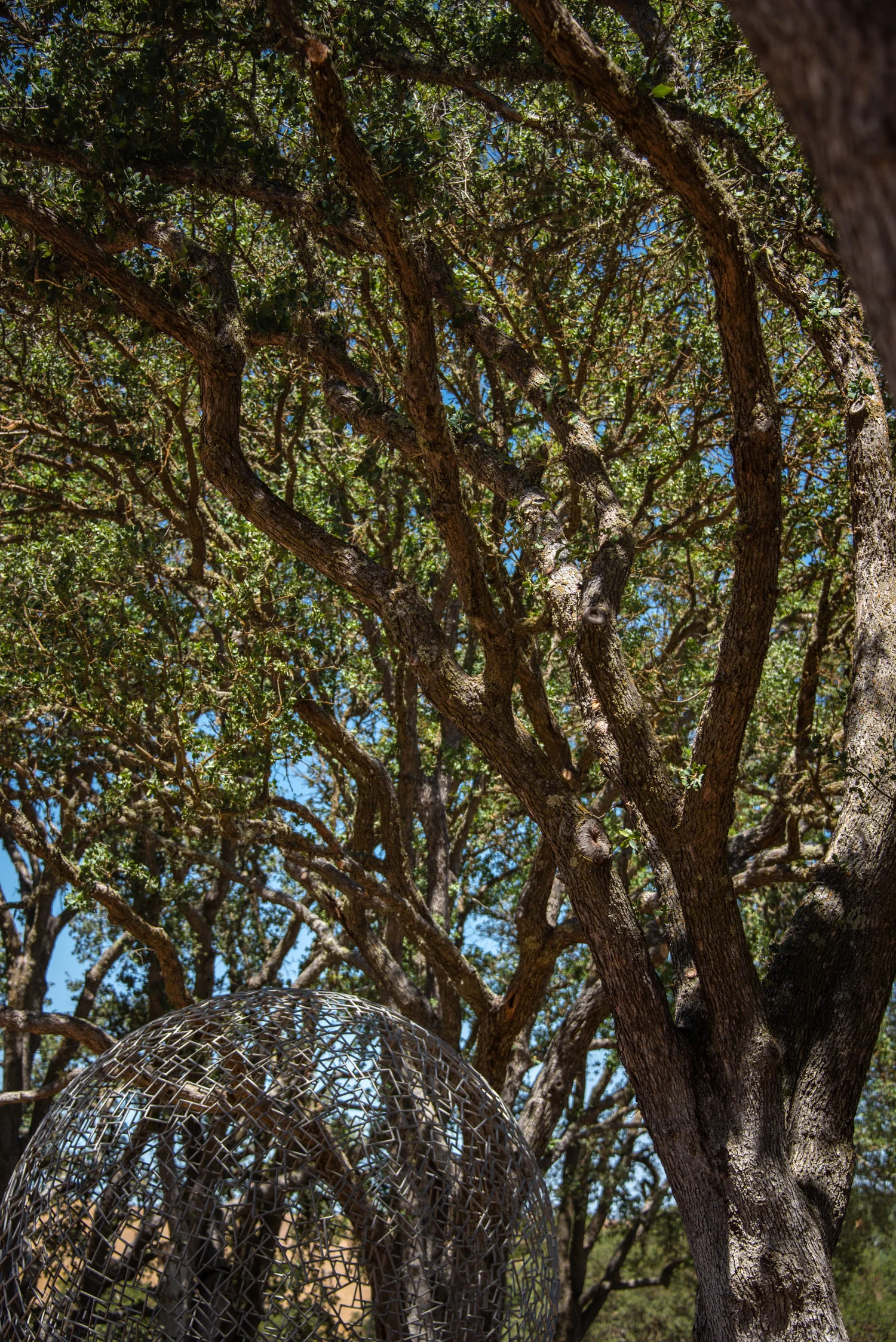 La Olivera Estate - Landscape Design — Contexto Landscape Design + Build
