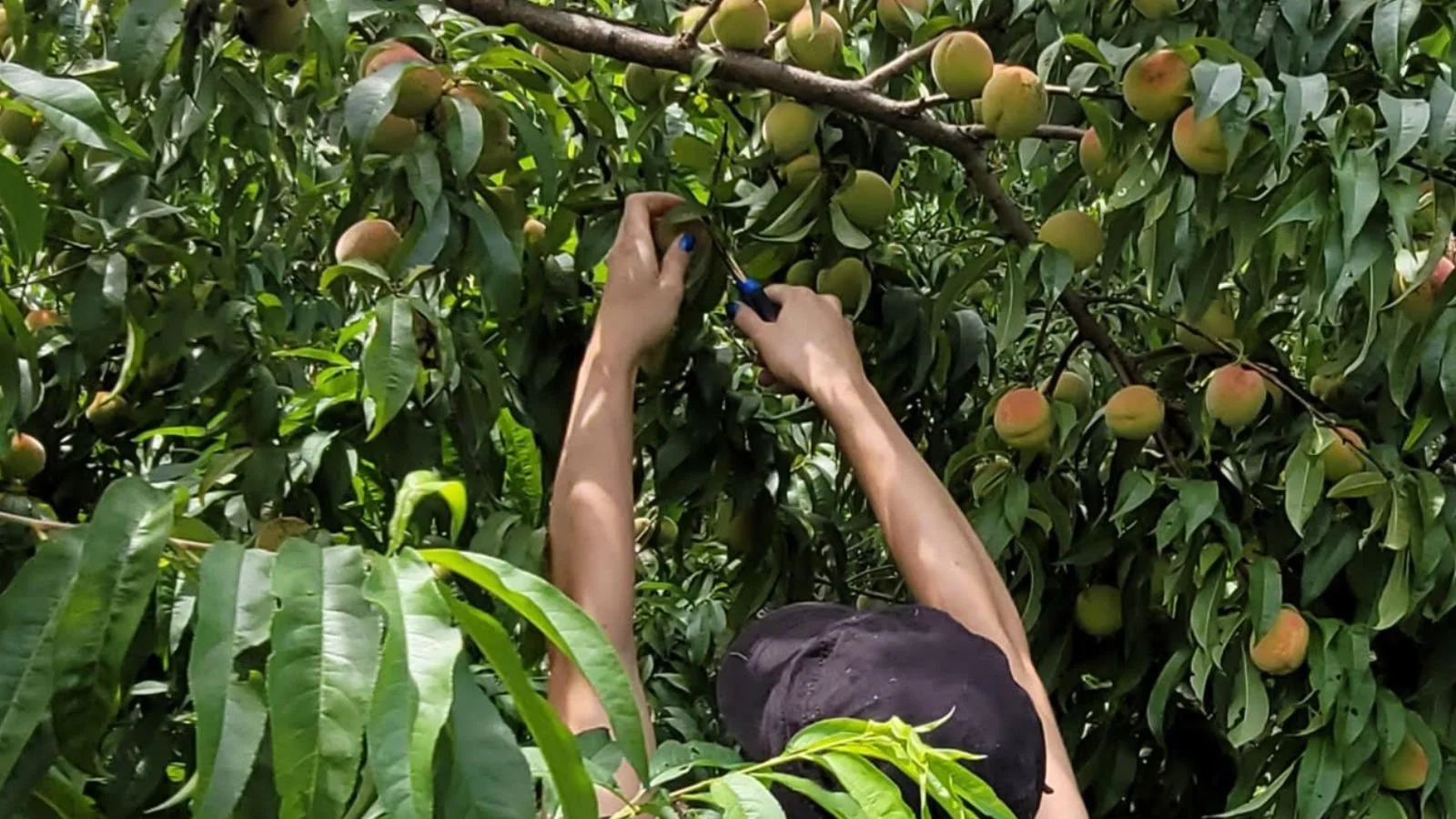 Freshly picked local fruit! — Acorn Acres Farm (Chesterton, IN)