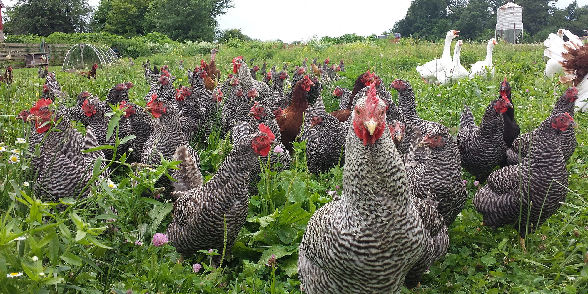 Pastured Poultry & Eggs — Acorn Acres Farm (Chesterton, IN)