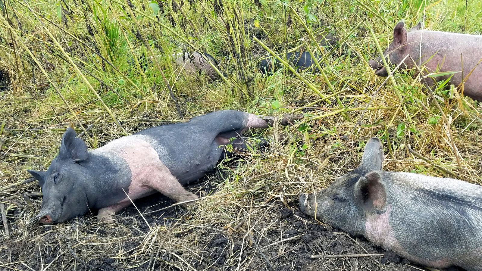 Forest-raised foraging pigs living their best life — Acorn Acres Farm ...