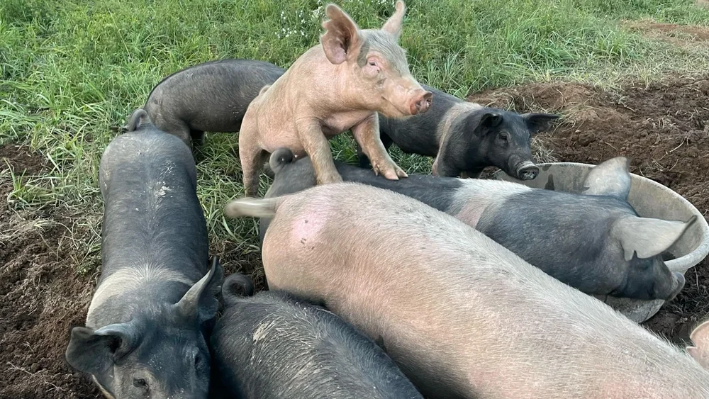An update from our pastured pigs 🐷 — Acorn Acres Farm (Chesterton, IN)