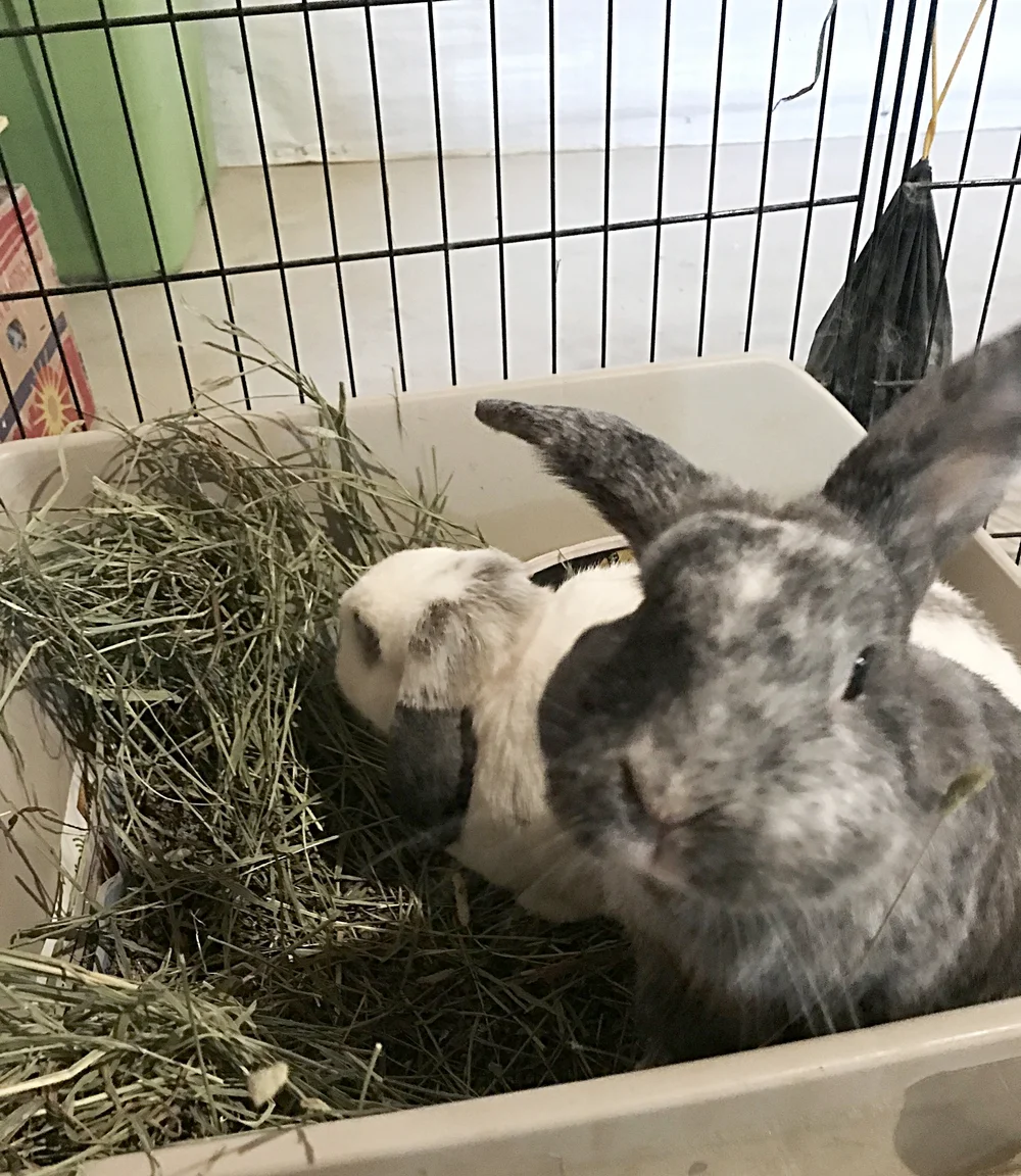 Litter Train Your Rabbit — All Things Rabbits