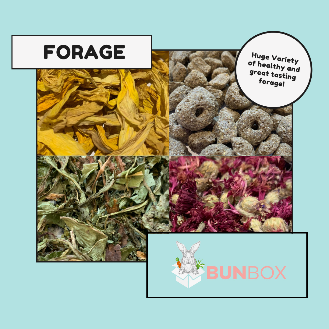 Best Supplies For Pet Rabbits — All Things Rabbits