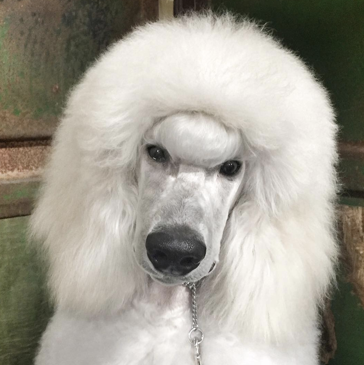 When is enough, enough? The End of a Poodle's Show Career ...