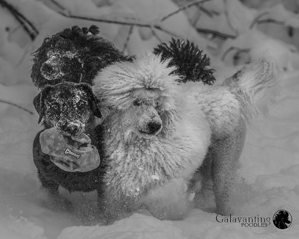 Snow Dogs! Poodles Enjoying Alaska Winter. — Galavanting Poodles