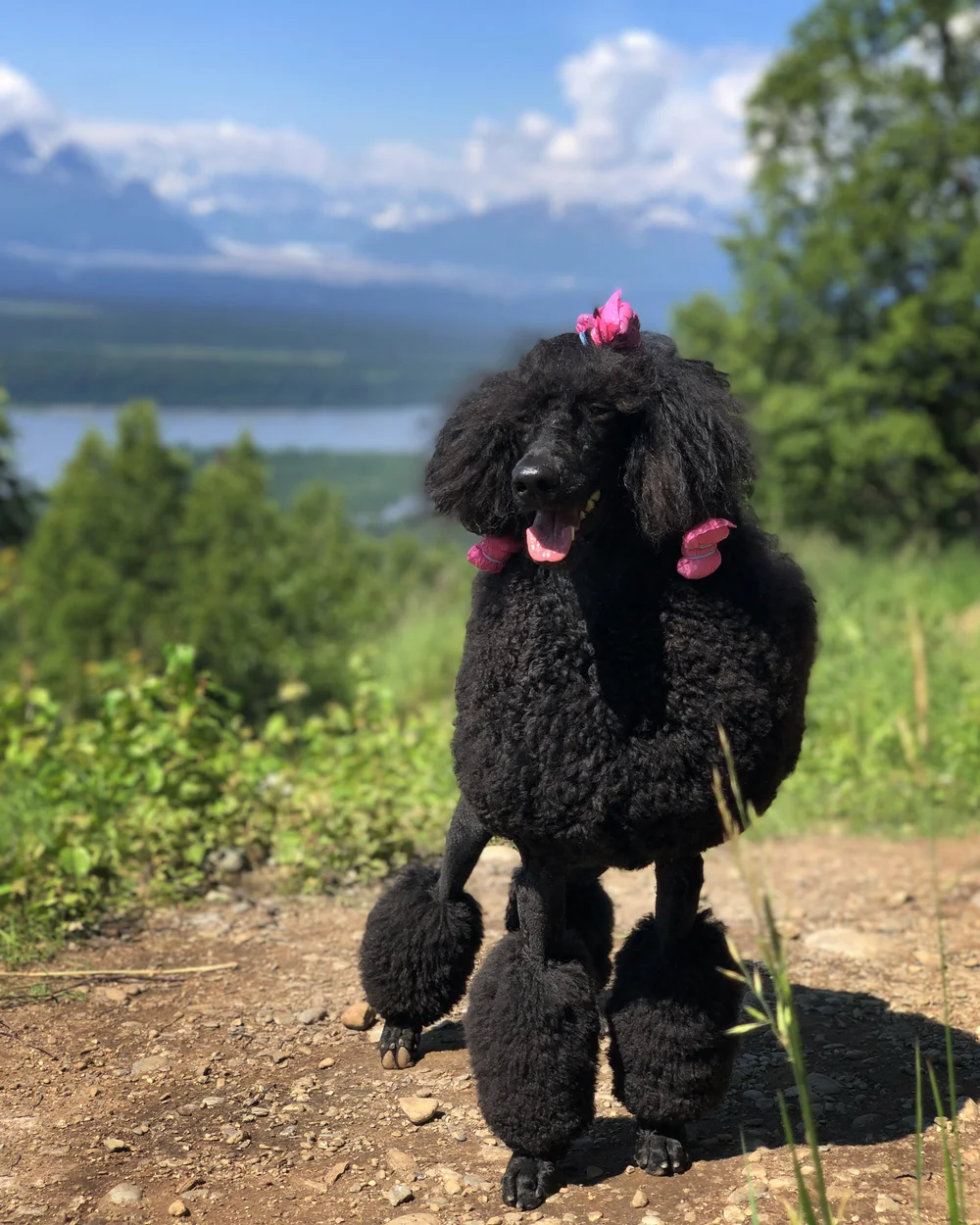Poodles Climb Mountains; A Day in the Life of the Galavanting Pack ...