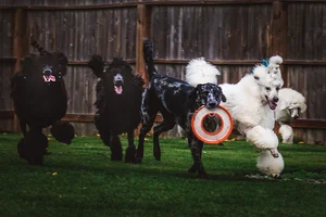 Grooming tips from a poodle owner — Galavanting Poodles