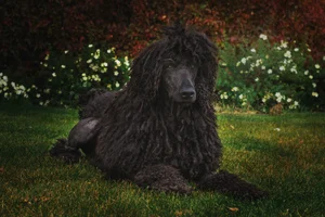 Grooming tips from a poodle owner — Galavanting Poodles