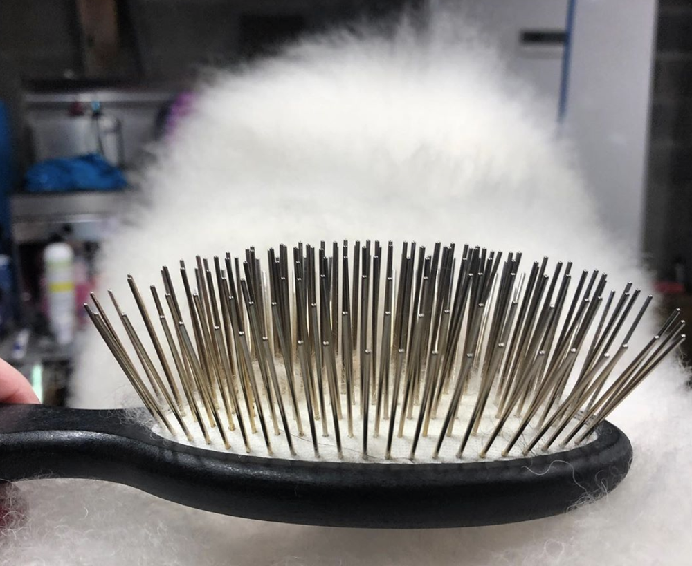 Grooming Tip: Brushing the Dog! — Galavanting Poodles