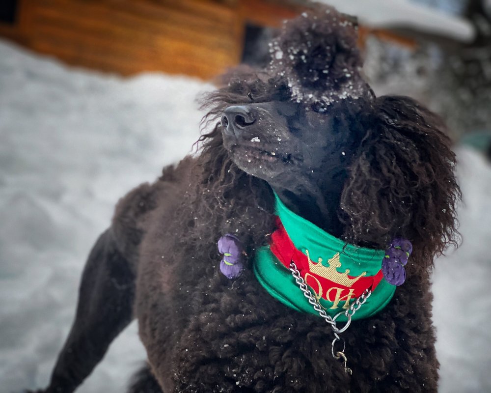 Do Poodles Get Cold In Winter