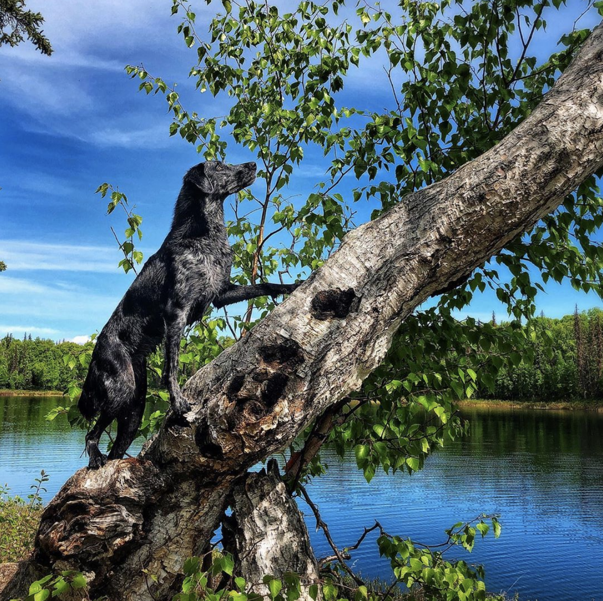 Catahoula Leopard Dog Tree