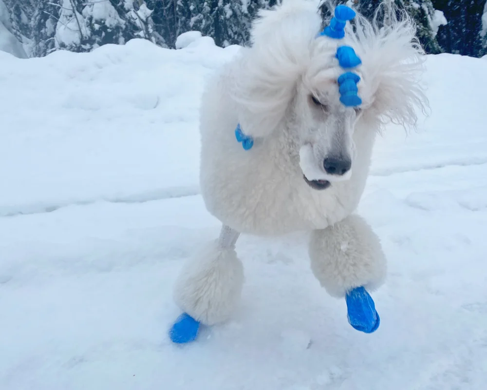 When Were Poodles Discovered