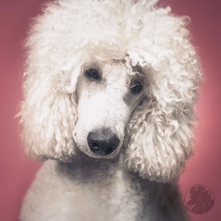 Are Poodles Born With Long Tails