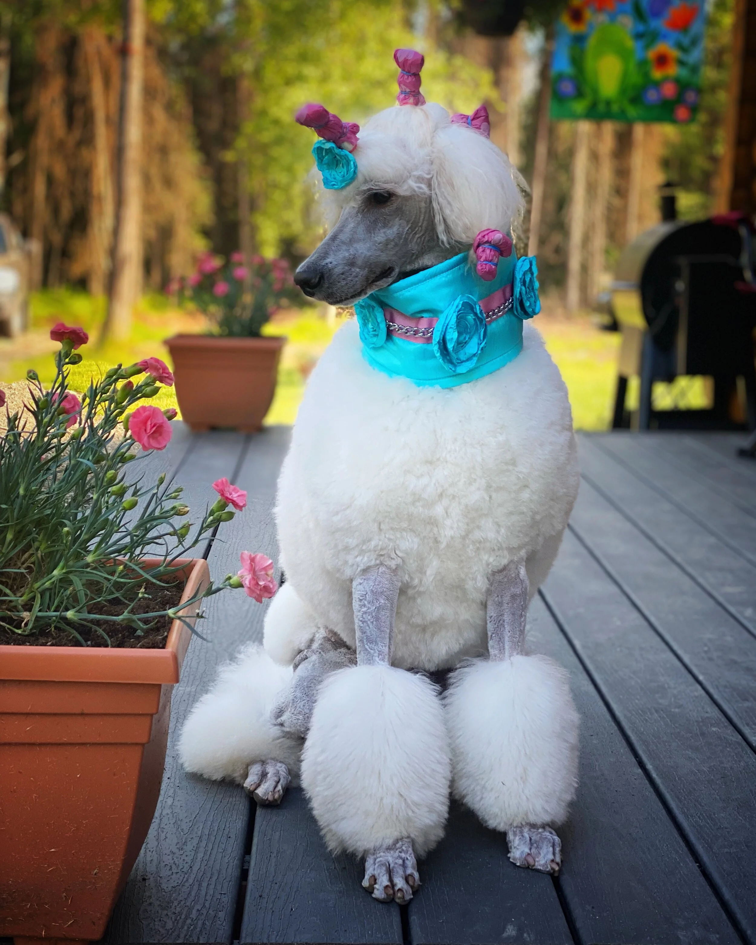 Galavanting Poodles