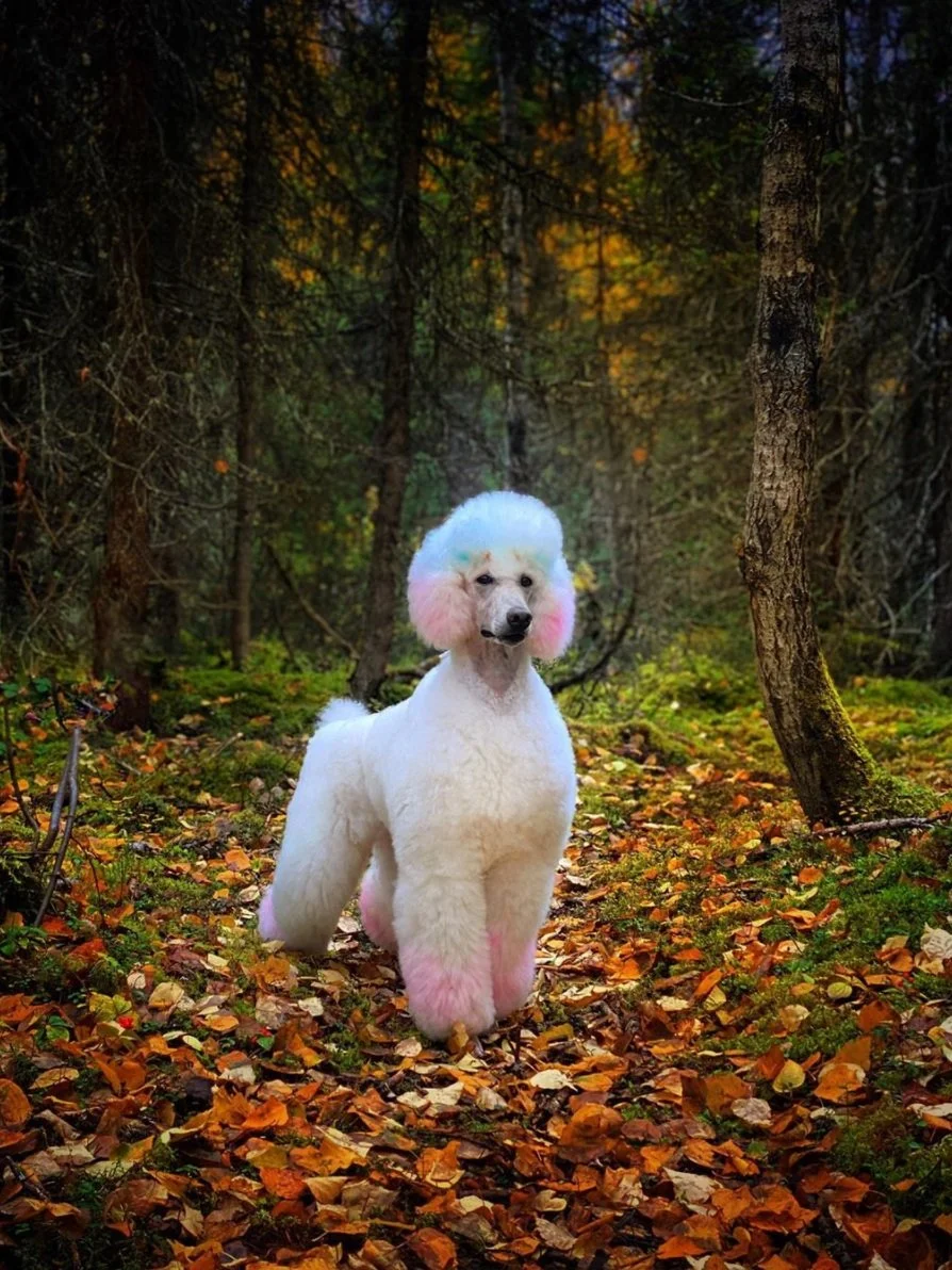 Blue Standard Poodles