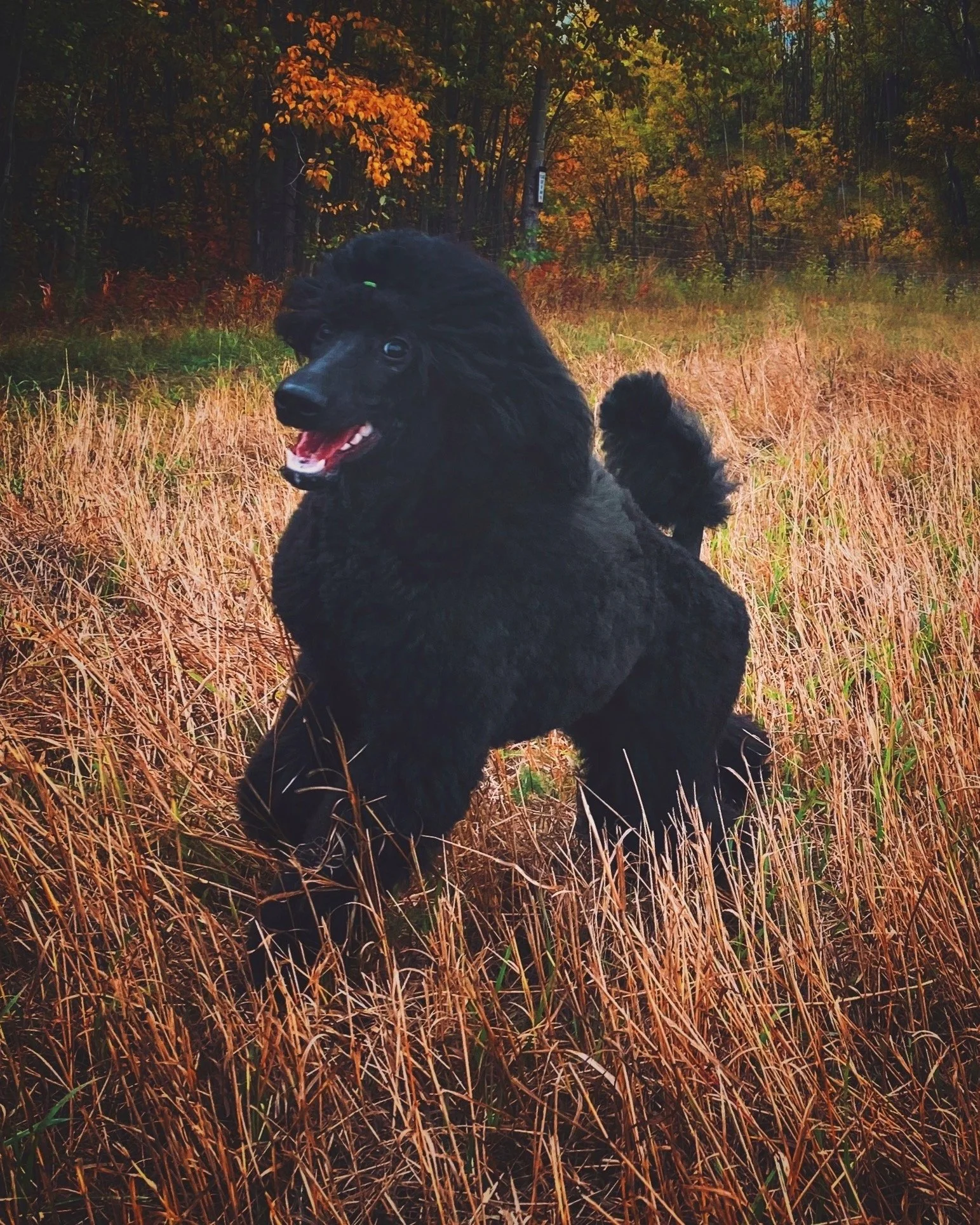 Galavanting Poodles