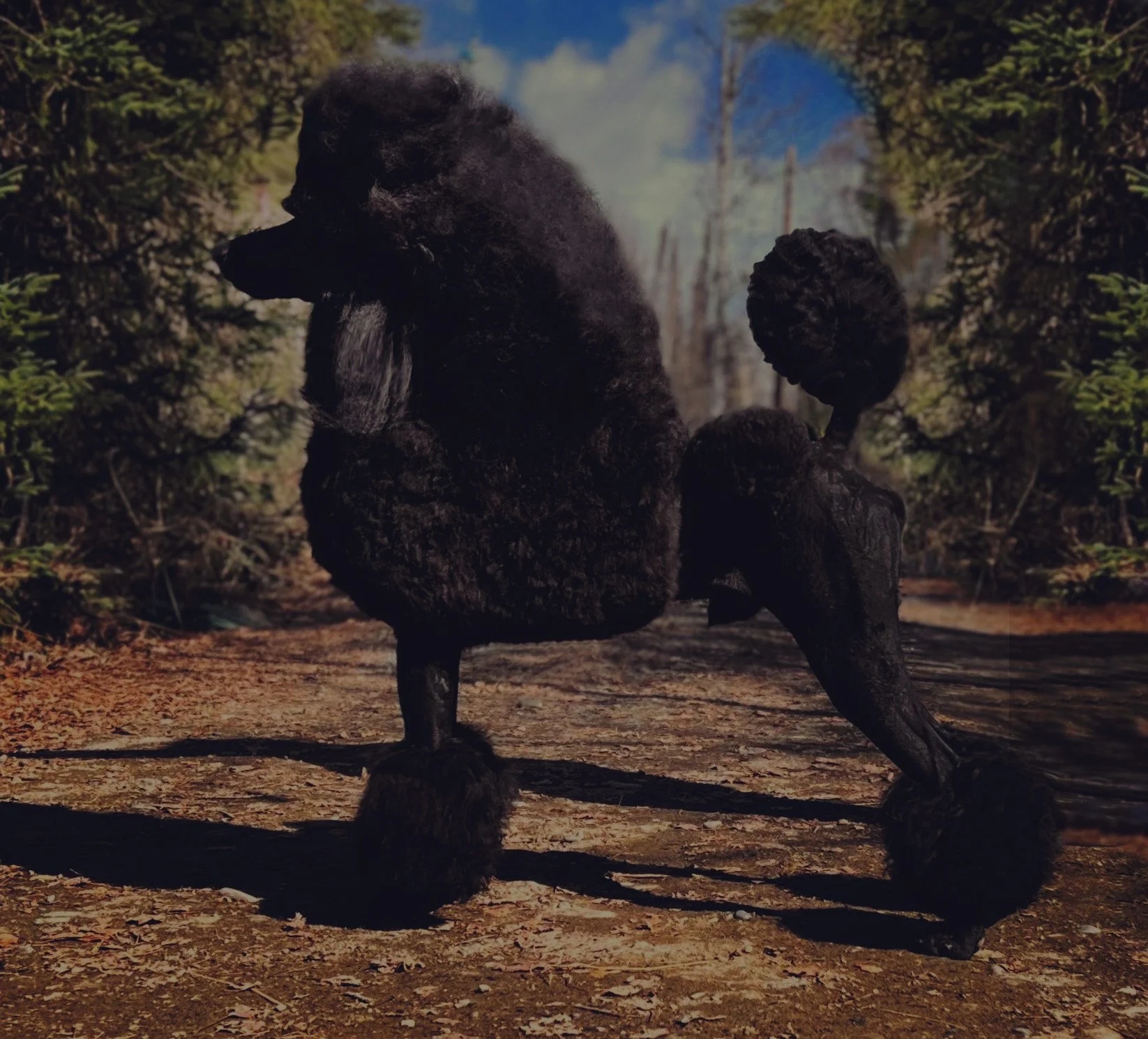 Galavanting Poodles