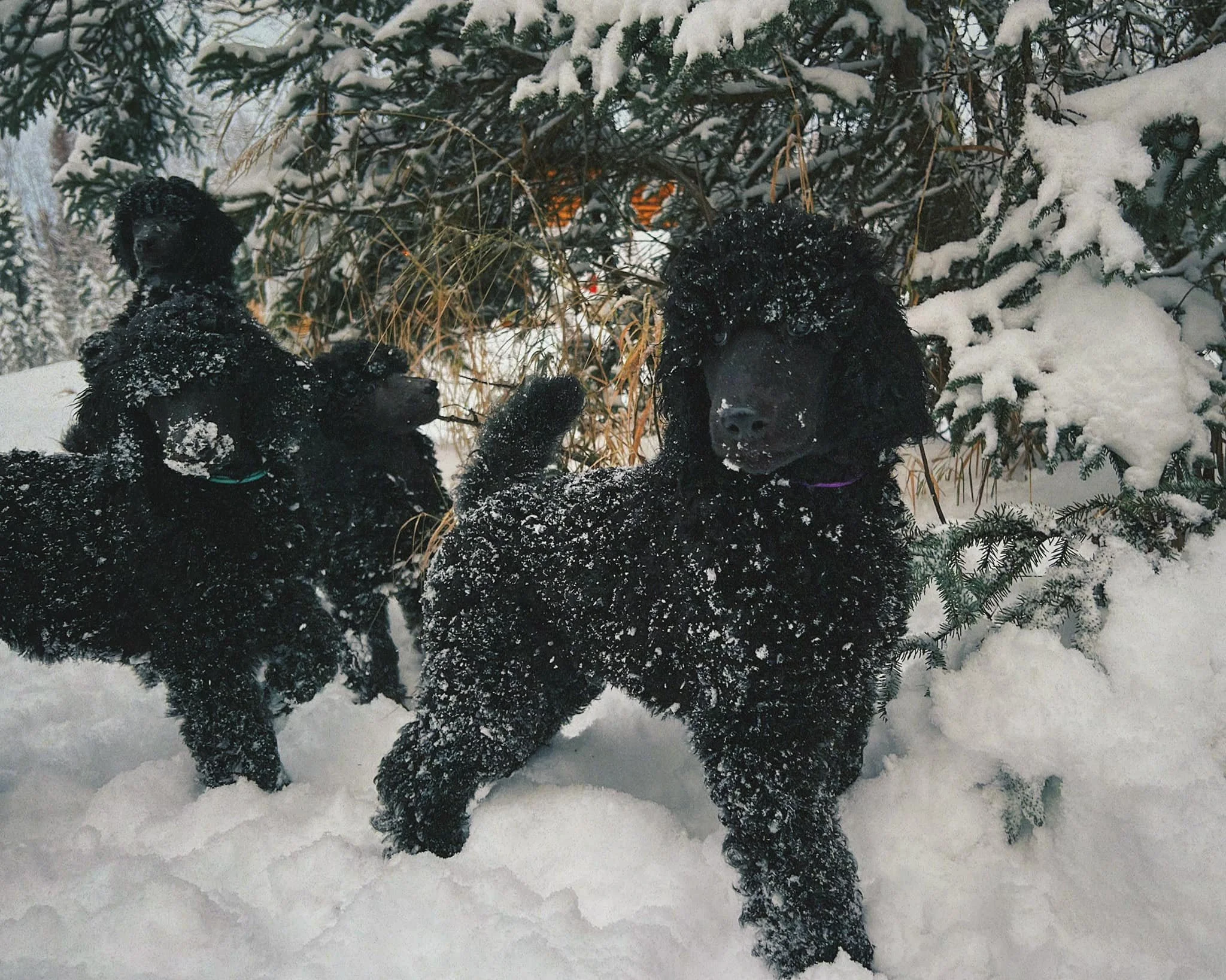 Poodle Puppies and the Great Outdoors: Playing in the snow ...
