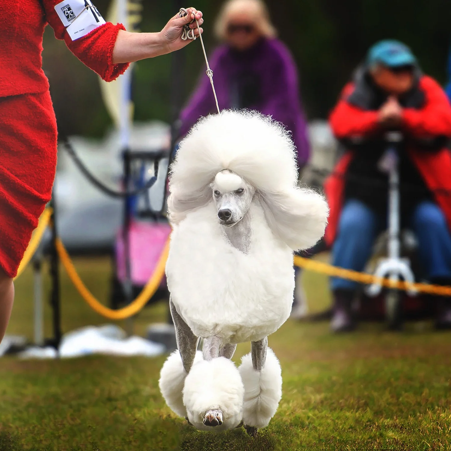 Galavanting Poodles