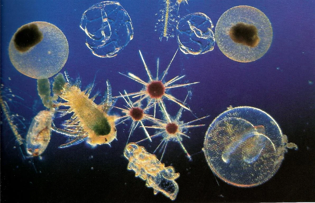 MARINE SCIENCE A LEVEL COURSE: PLANKTON EXPERIMENT — TRACC