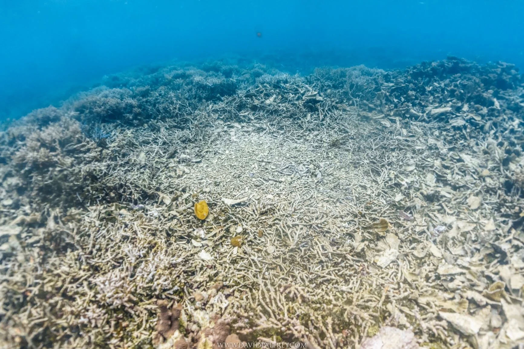 CORAL FRAGMENTATION — TRACC
