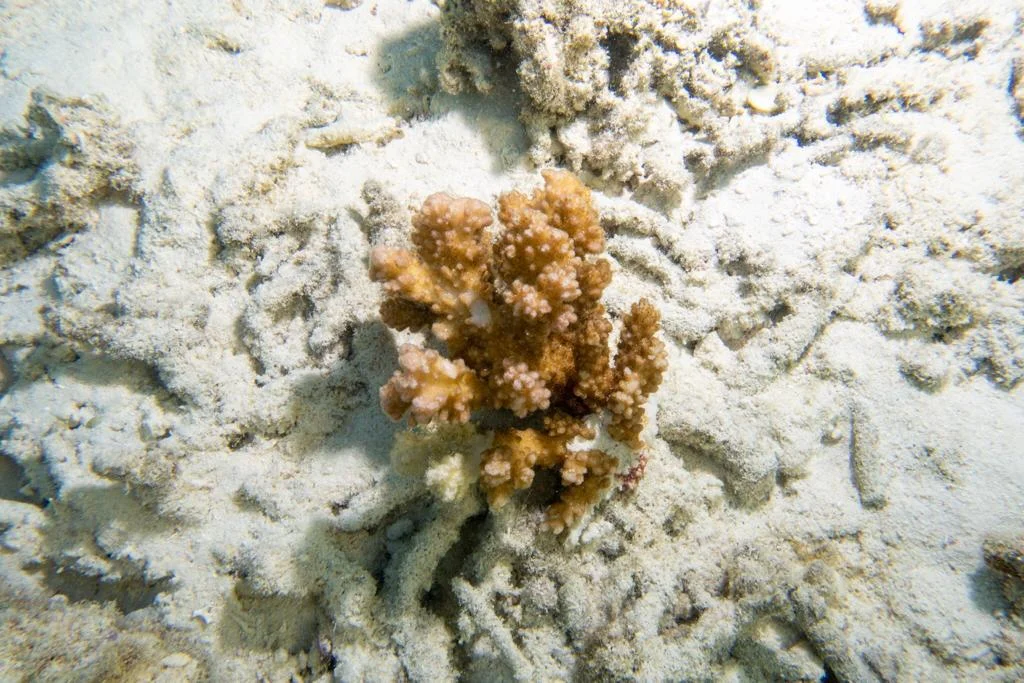 CORAL FRAGMENTATION — TRACC