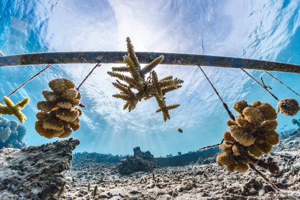 CORAL FRAGMENTATION — TRACC
