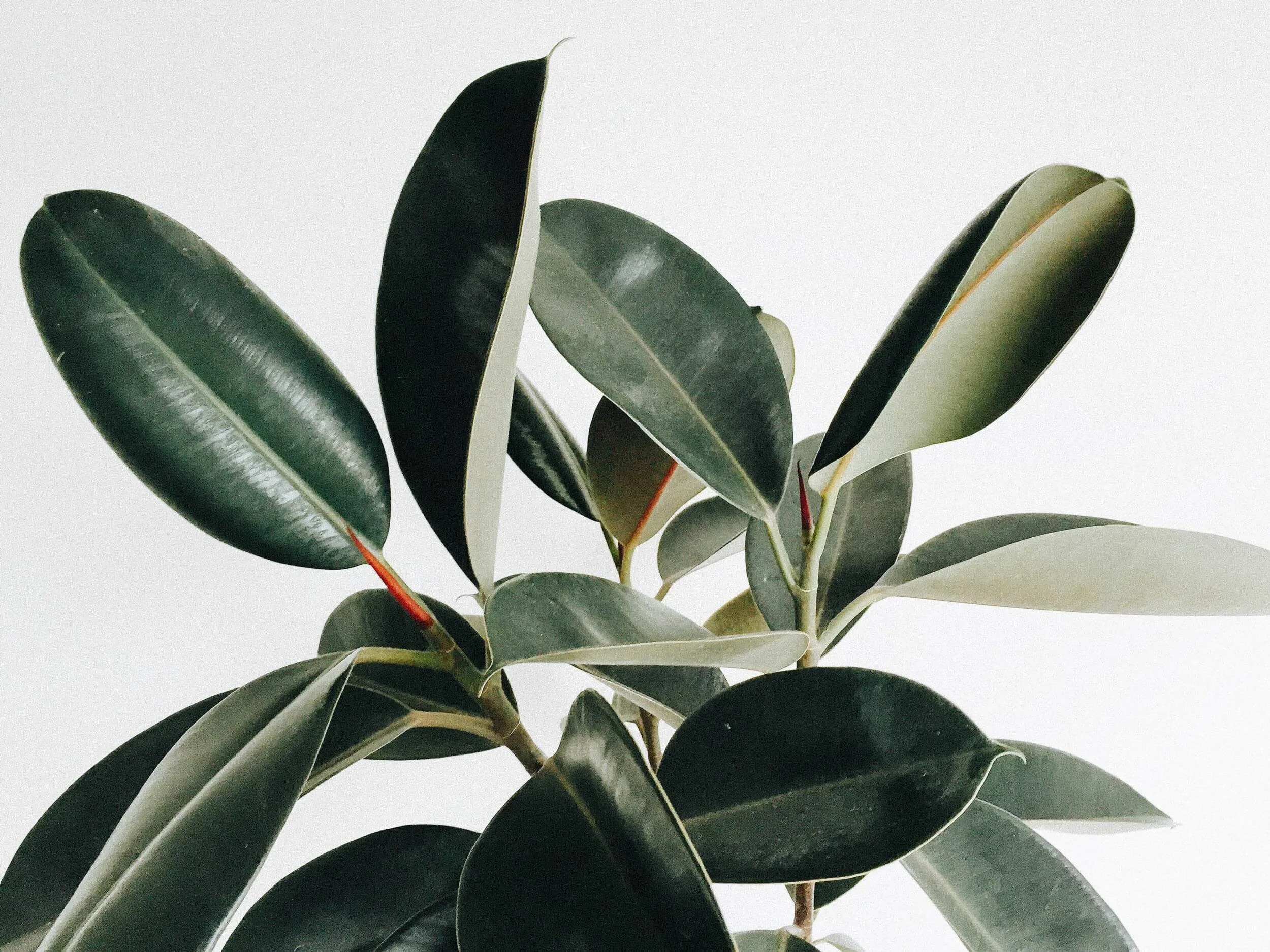 An Organic Plant Based Curly And Textured Hair Salon In La Virgo
