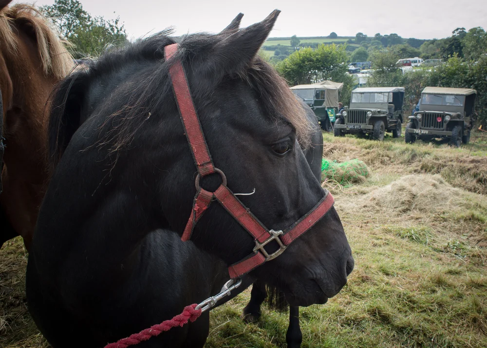 Visitors — Widecombe Fair