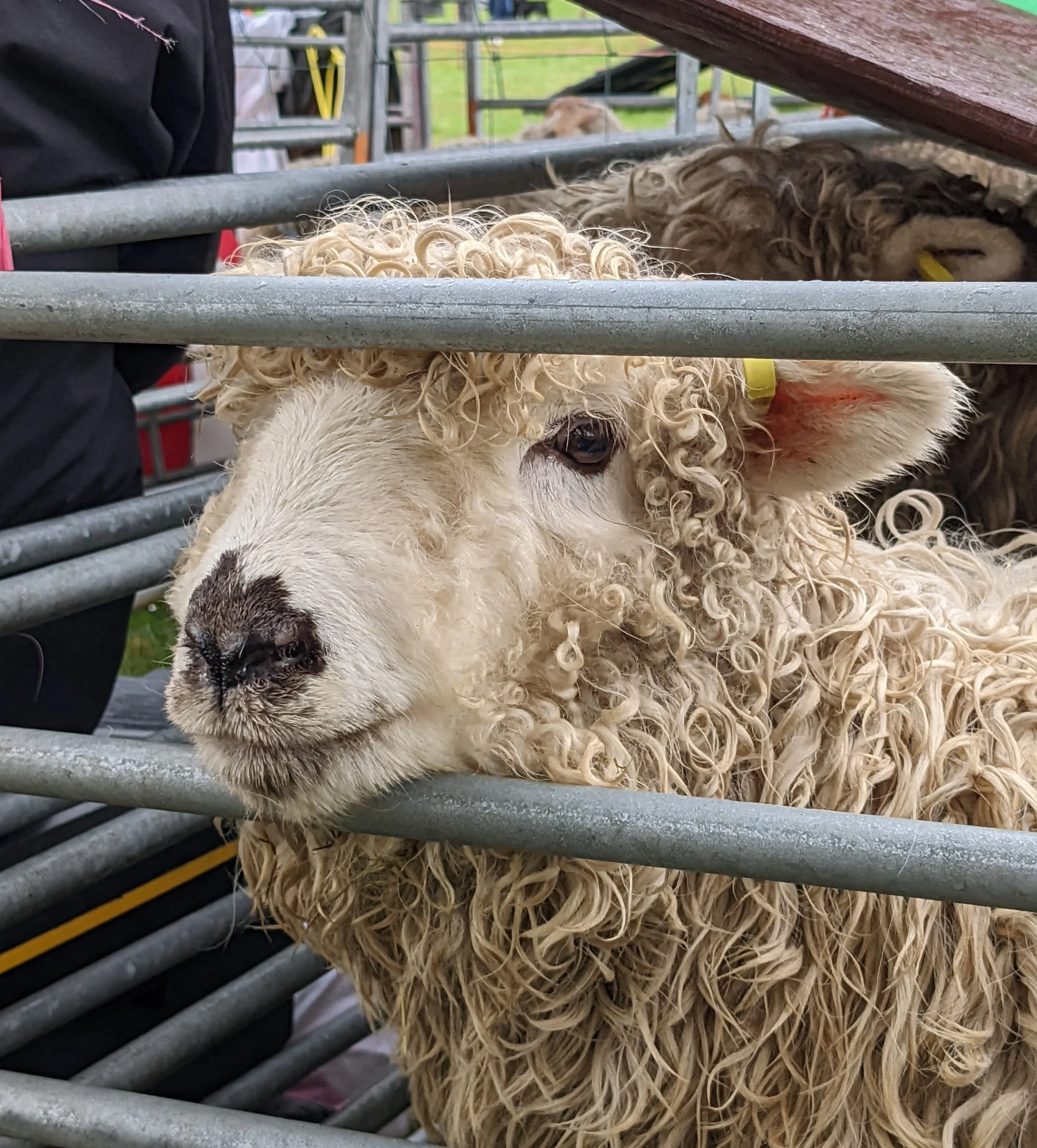 Photo Gallery — Widecombe Fair