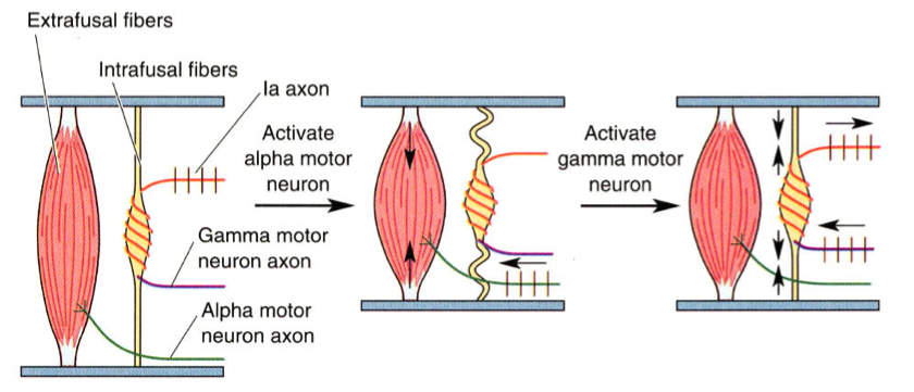 Gamma Motor Neurons