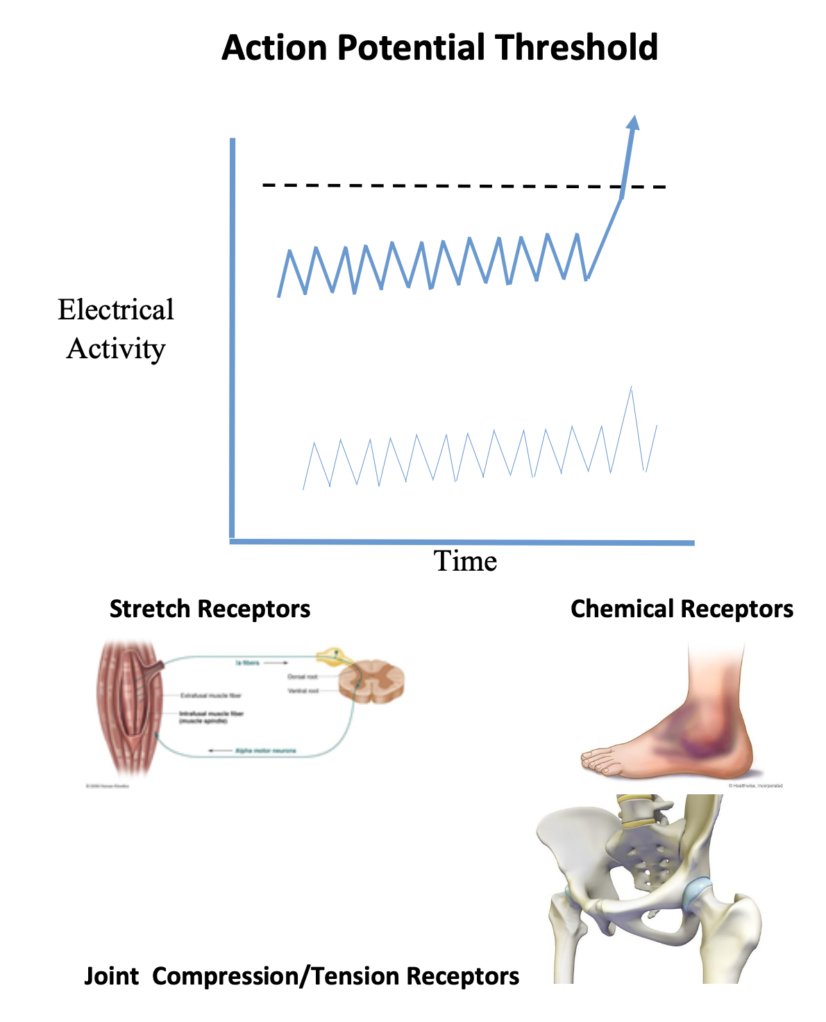 Scapular Reflex