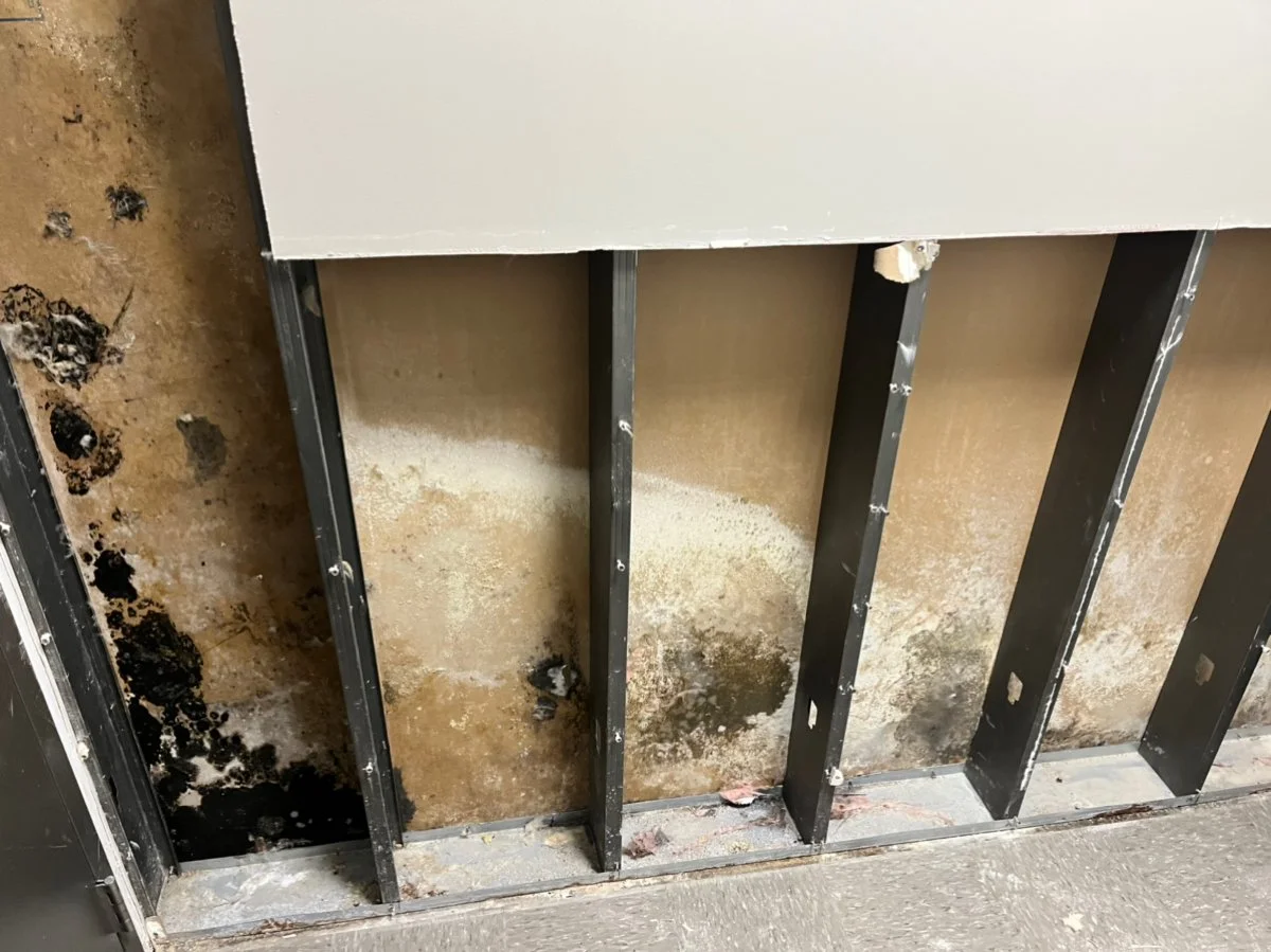 Best Mold Removal Boston, Attic Mold Braintree — Air Duct Services ...