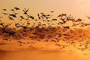 Birds by Ben Gwin — The Normal School