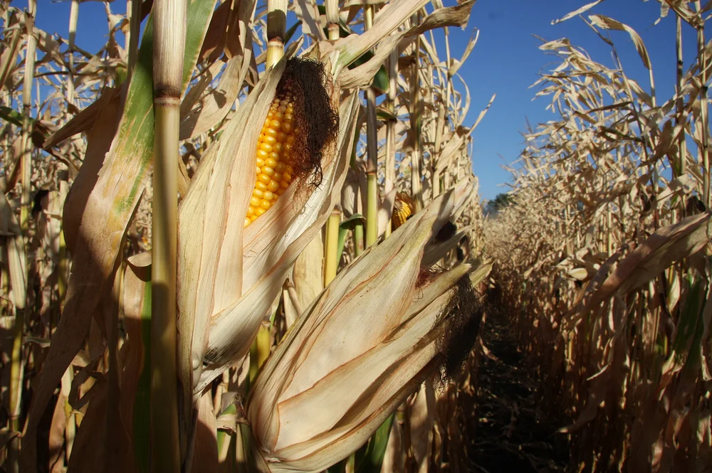 Three Poems By Ladan Osman — The Normal School