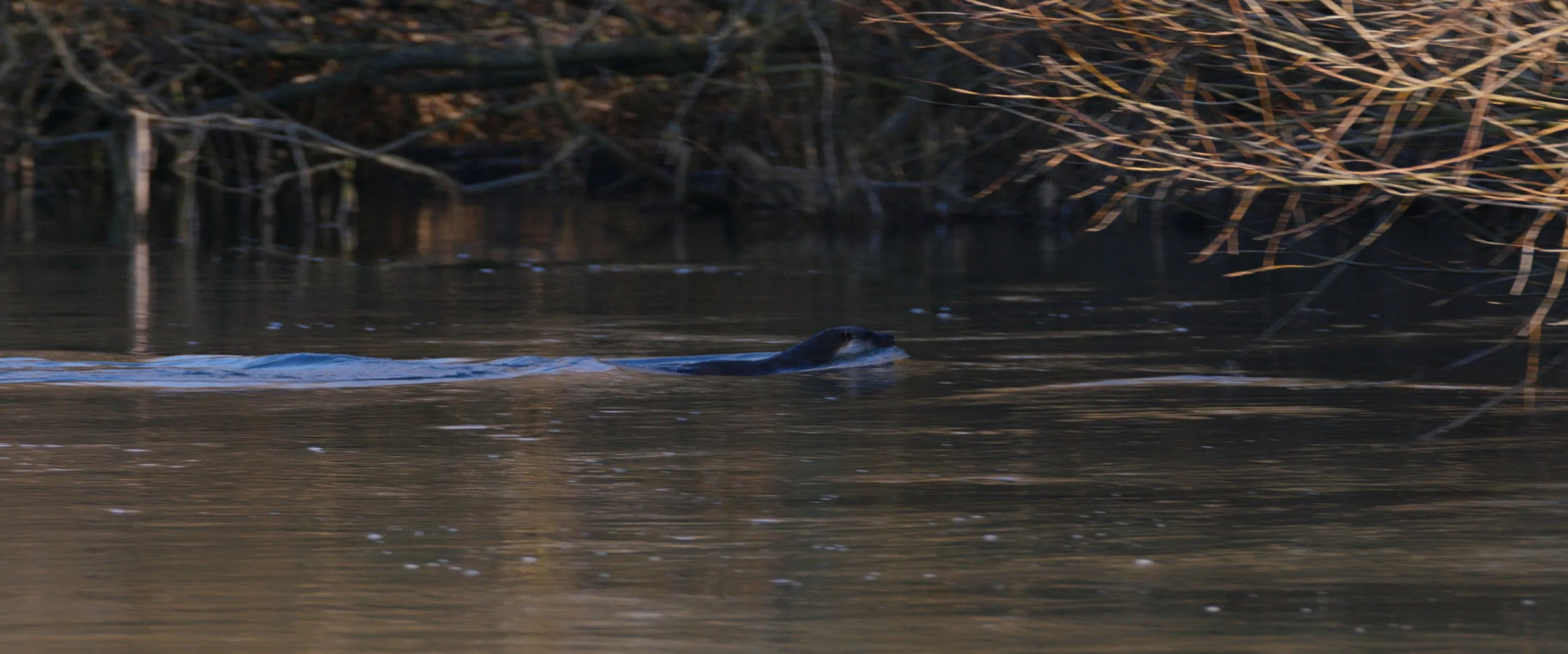 REMOTE WATER — Bevis Bowden