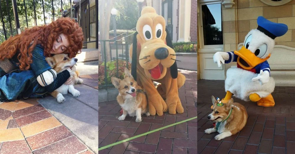 Se Permiten Perros De Apoyo Emocional En Disneyland