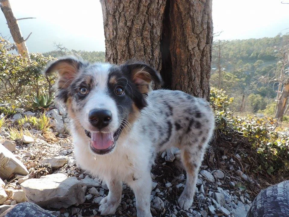 Hiking con perro en el cerro del Potosí — México Pet-Friendly