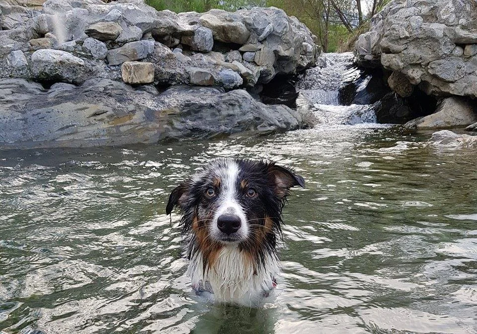 Hiking con perro en el cerro del Potosí — México Pet-Friendly