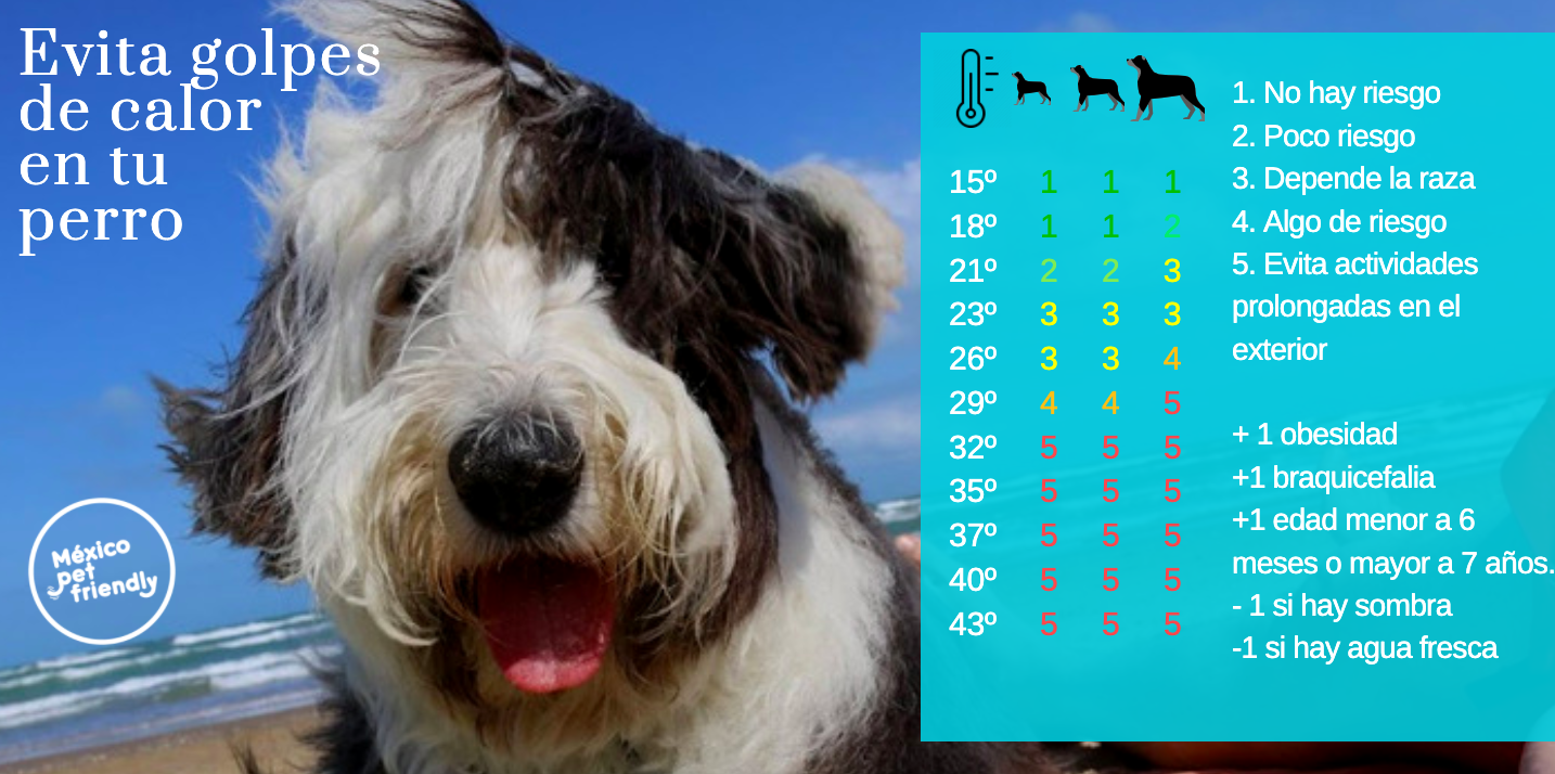 Evita el golpe de calor en tu perro — México Pet-Friendly