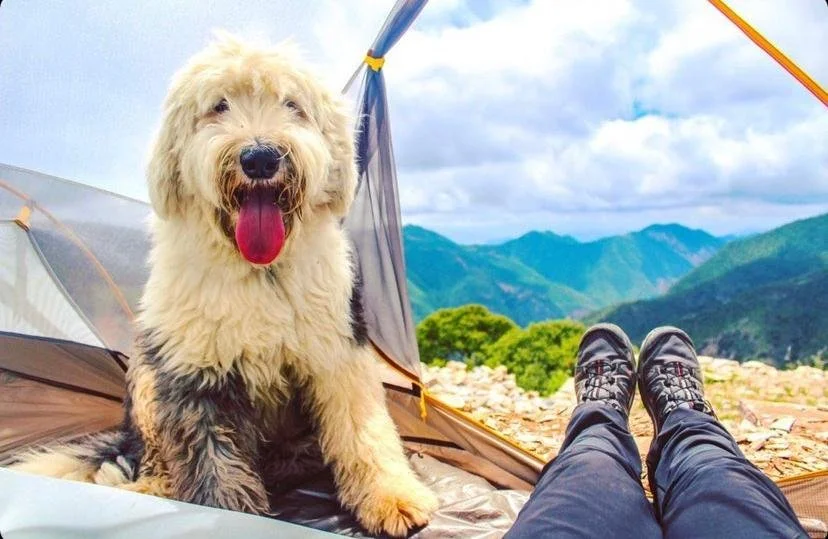 Nuestro Blog — México Pet-Friendly