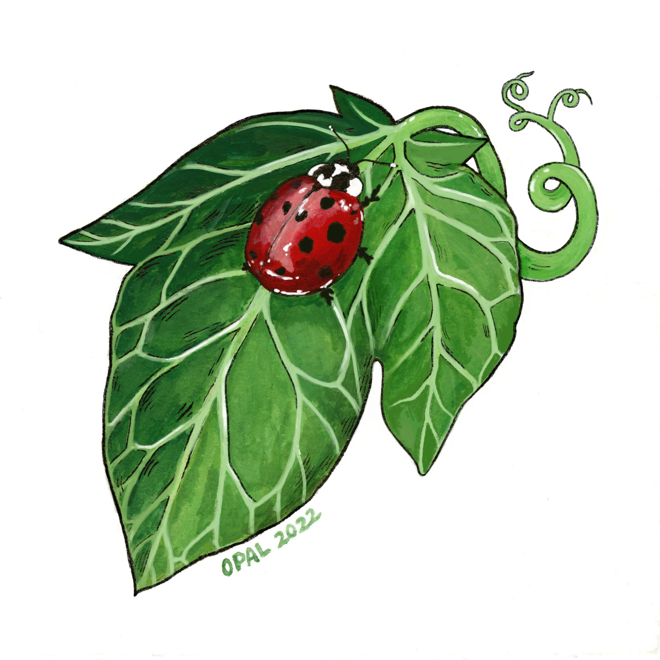 Ladybug On Ivy — Opal's Art