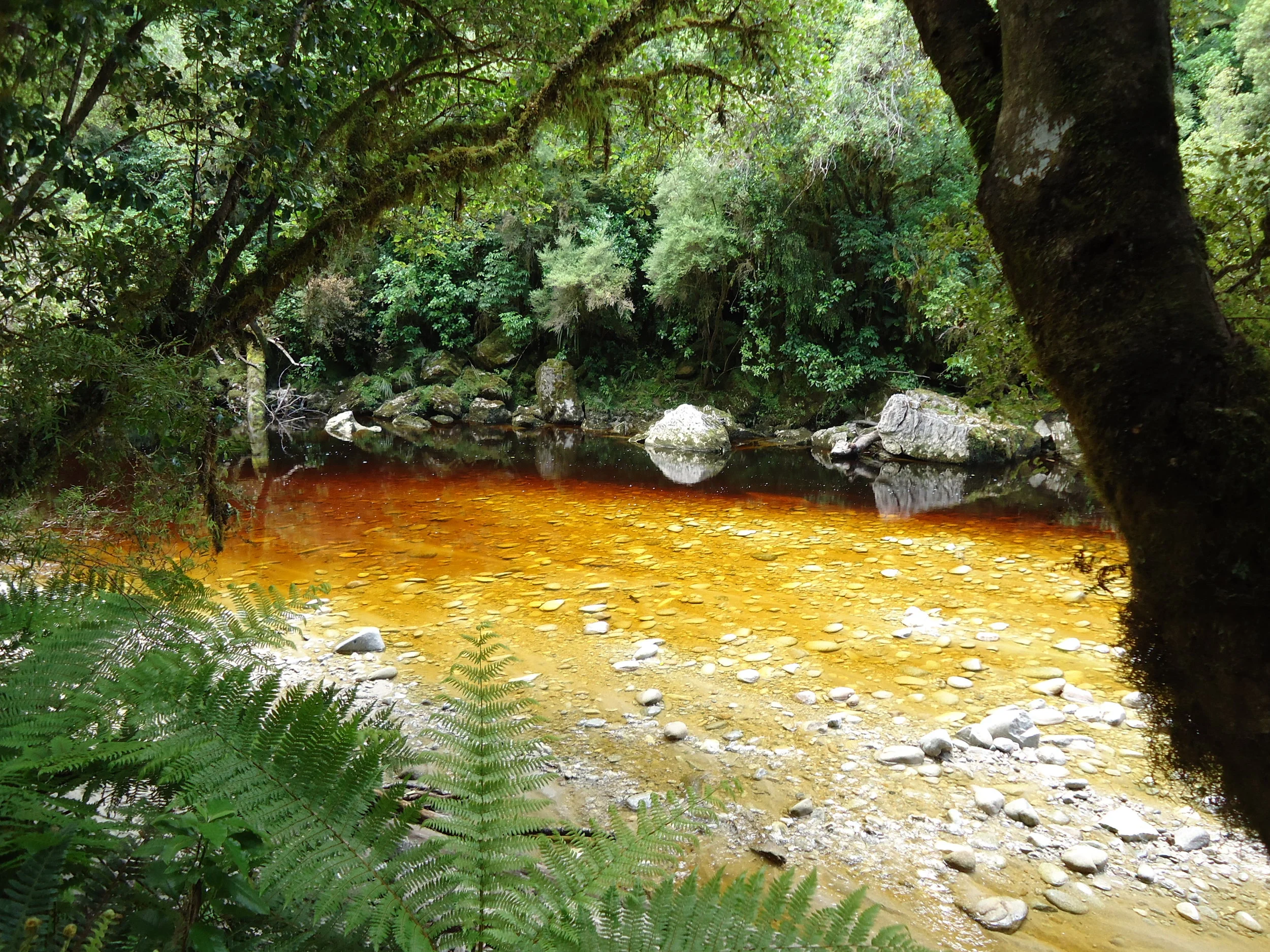 History of the Oparara - The Oparara Guided Tours