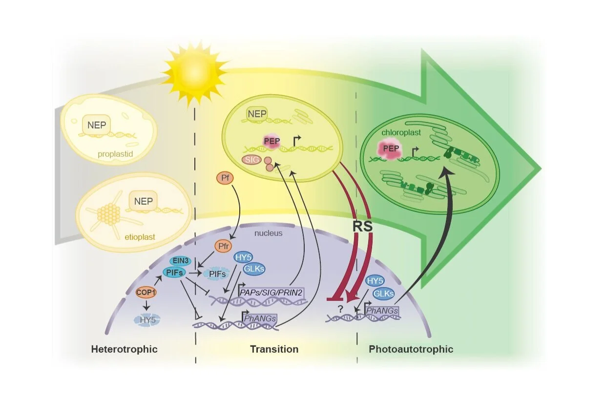 Scientific Illustrations — DC SciArt