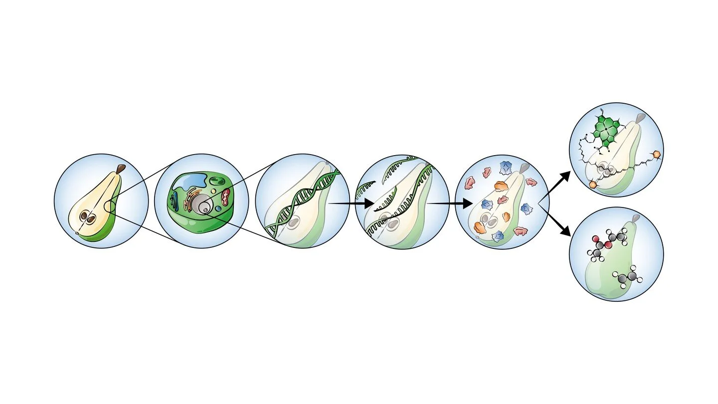 Logo Design — DC SciArt