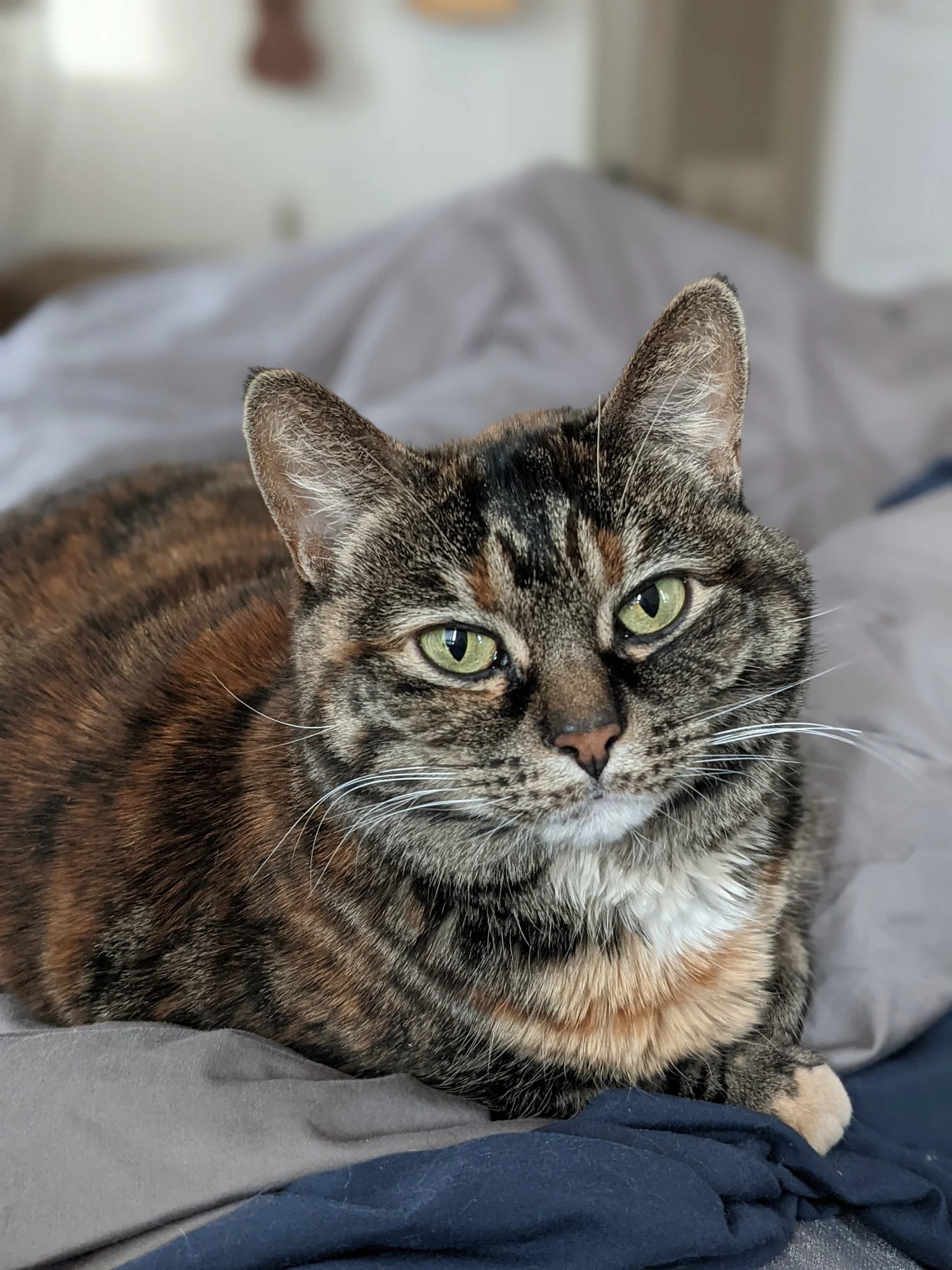 Available Cats in the Community — Madison Cat Project