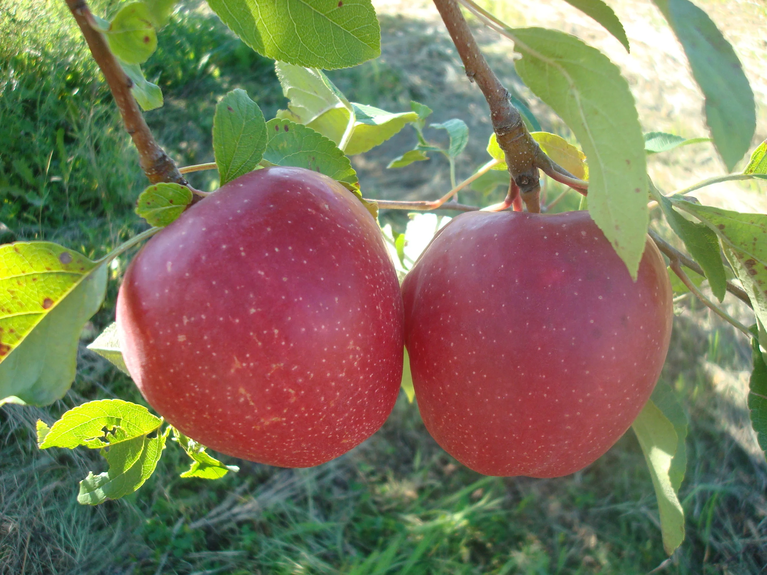 Apples & Pears — Sweetland Orchard