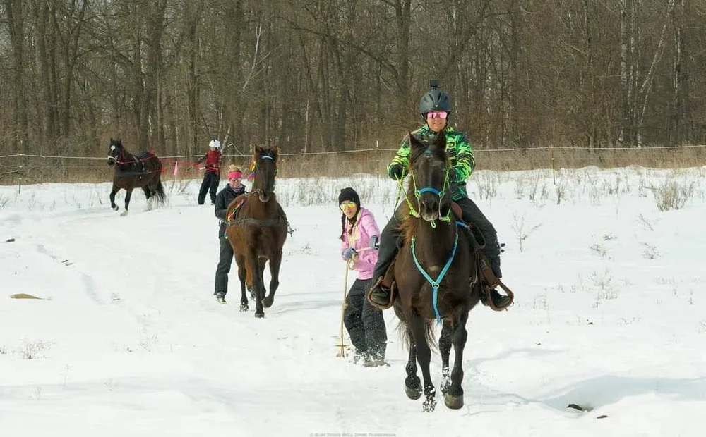Skijoring — North Gait Horse Company