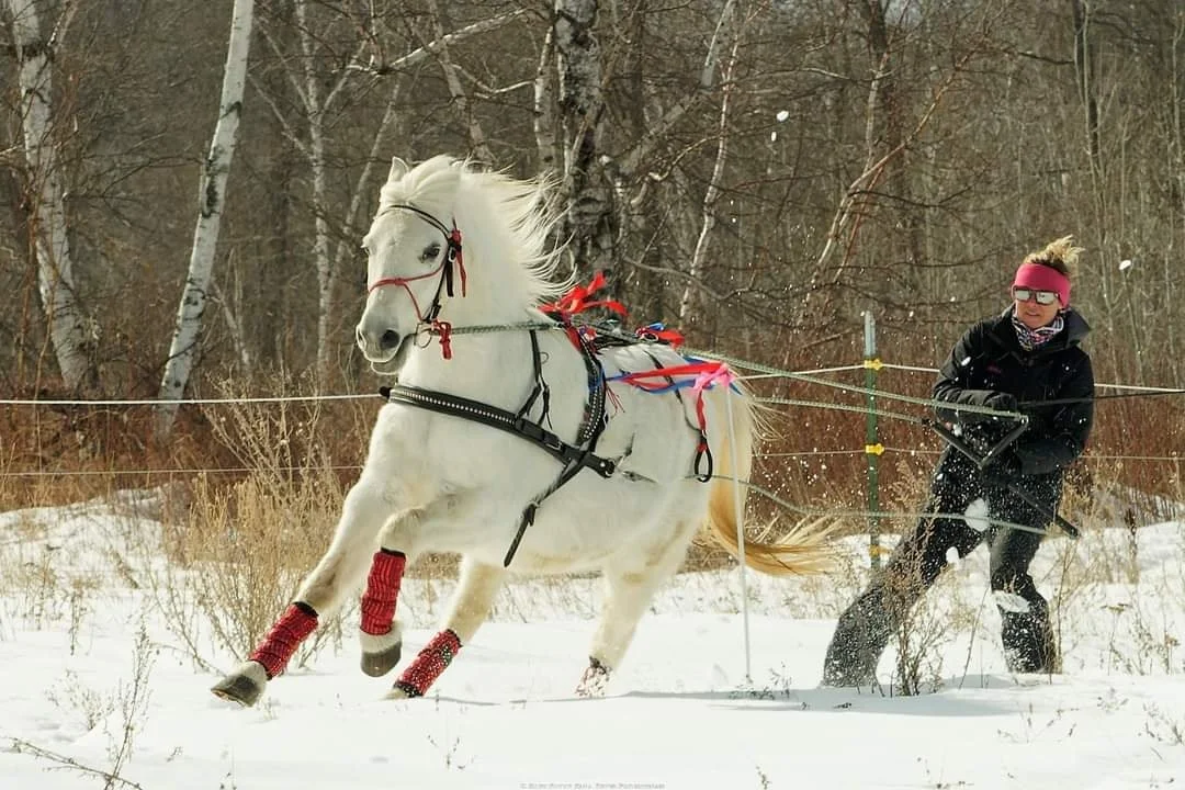 Skijoring — North Gait Horse Company