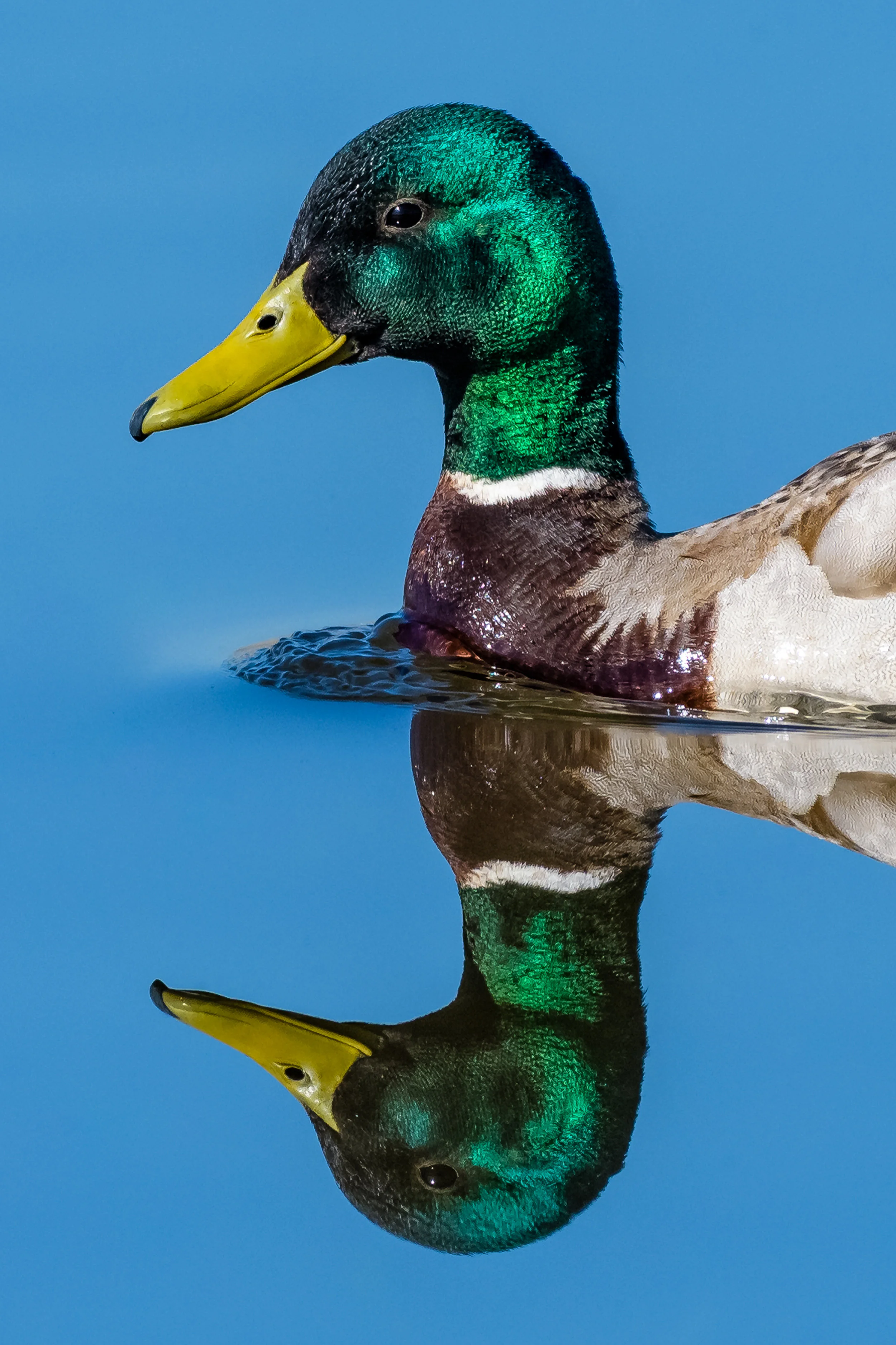 Portfolio — Daniel Hauck Photography